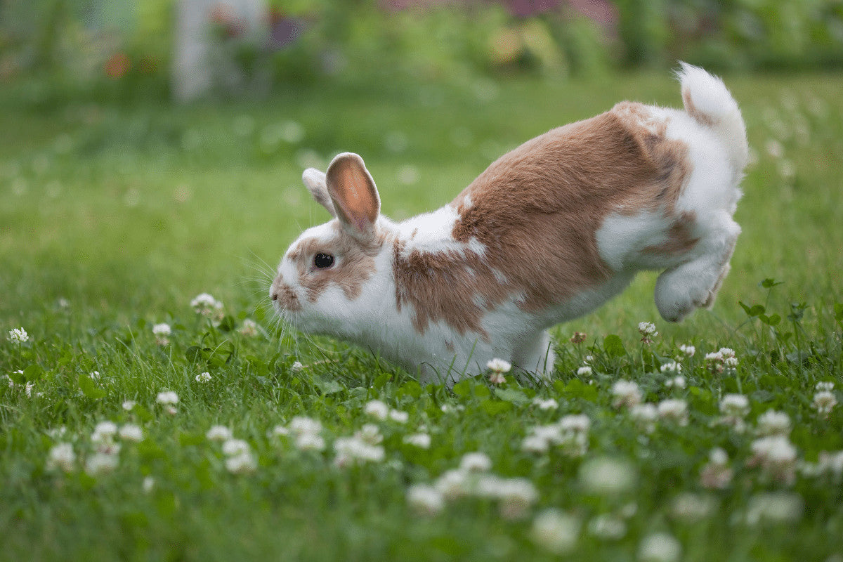 What's The Best Flooring for Rabbit Runs? – Home & Roost