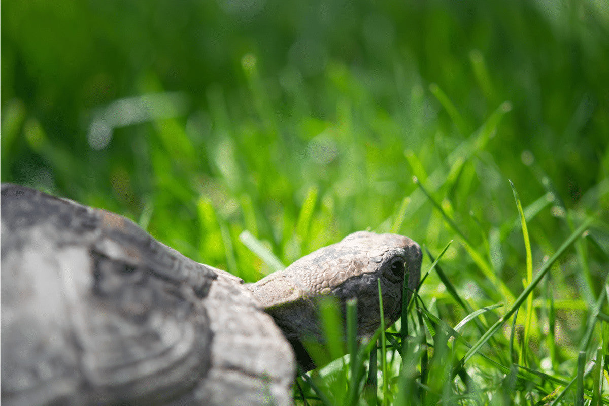 How to Set Up an Outdoor Tortoise Enclosure | Your Complete Guide ...