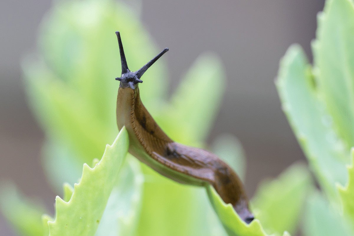 Wildlife Friendly Slug Pellets - Do They Exist? – Home & Roost