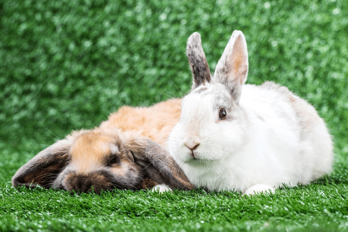 How To bond Rabbits | Follow Our Simple Guide – Home & Roost