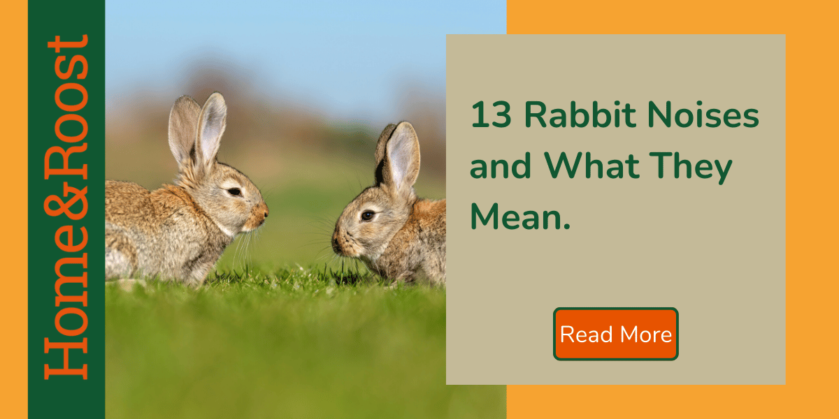 Understanding Rabbit Noises | 13 Sounds Rabbits Make – Home & Roost