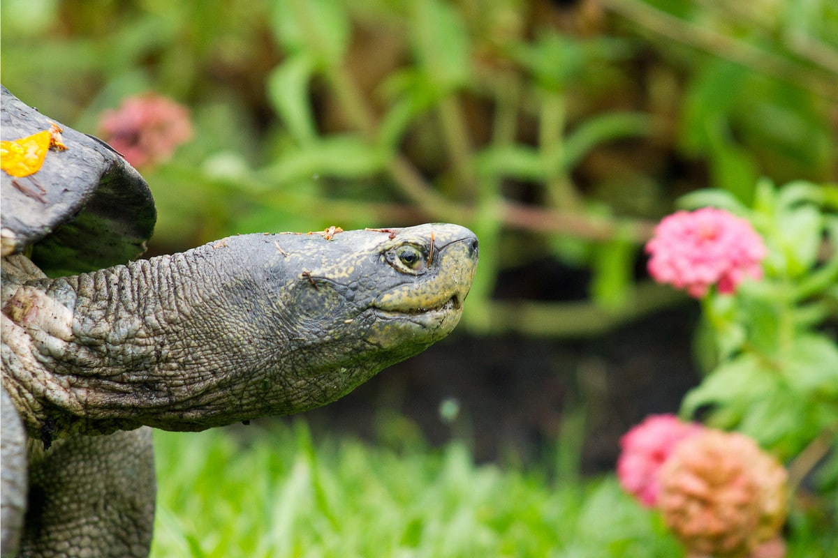 Metabolic Bone Disease and Your Tortoise |Causes, Prevention and Treat ...