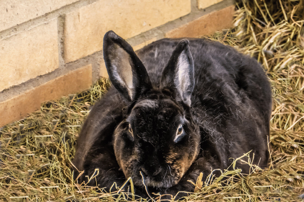 Is My Bunny Too Fat? How to Help an Overweight Rabbit – Home & Roost