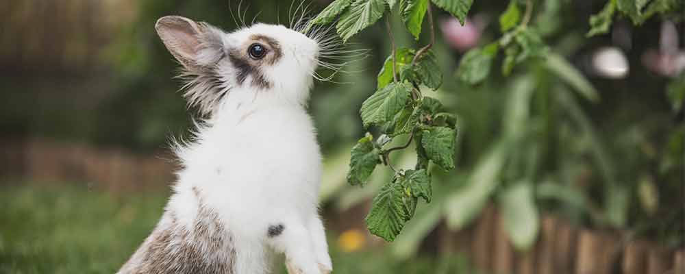 Caring For Outdoor Rabbits | Essential Care Guide – Home & Roost