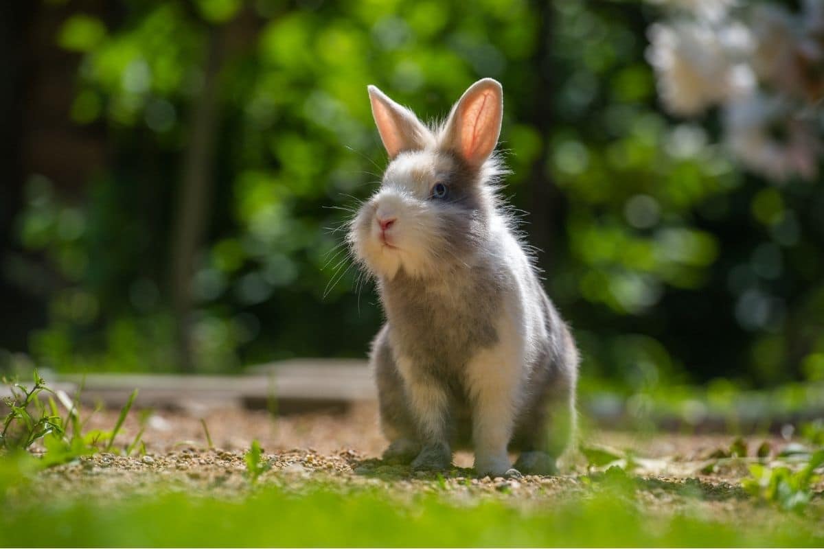 Can Rabbits live Outside? How To Keep Your Bunny Safe and Happy in the ...