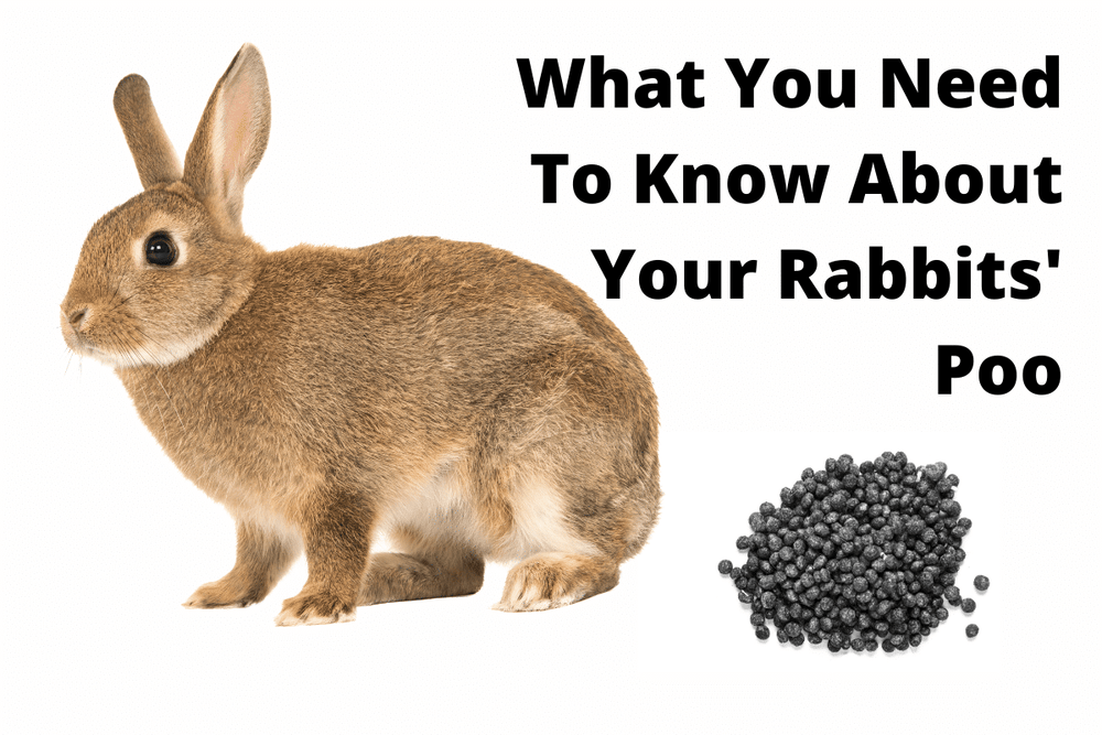 What You Need To Know About Your Rabbits' Poo – Home & Roost