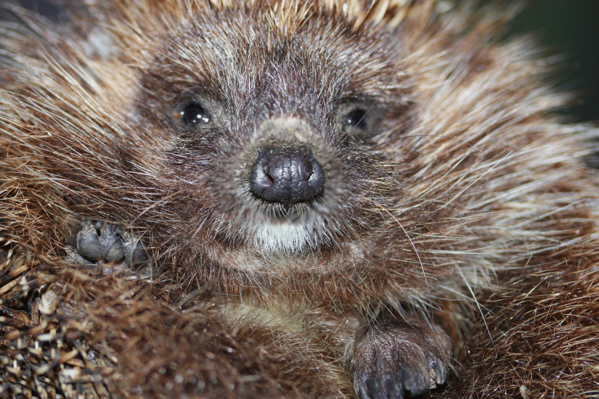 Hedgehog Spines: Everything you Need To Know About Hedgehogs' Amazing ...