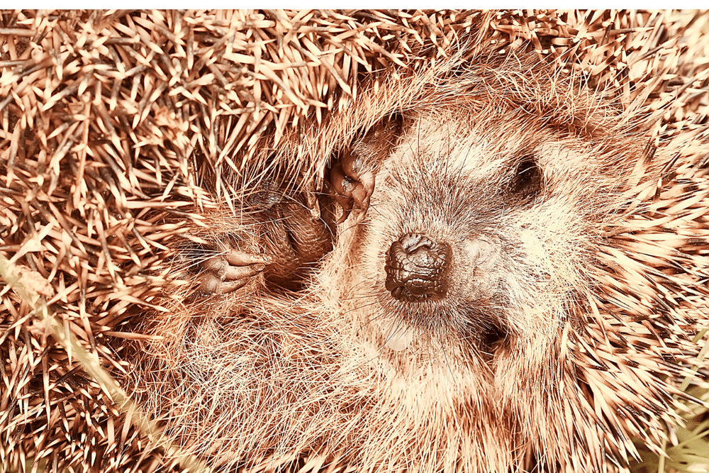 Why Are Hedgehogs Endangered? And How Can we Help Them? – Home & Roost