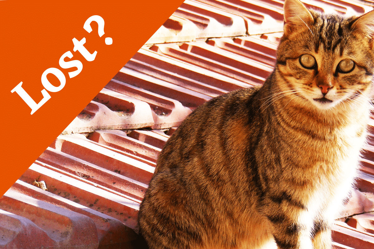 Lost Cat? How Long do Cats Go Missing For? – Home & Roost
