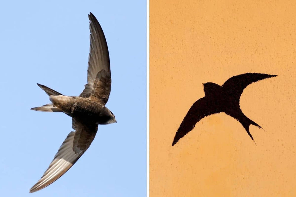 Swifts and Swallows: Do you Know The Difference? – Home & Roost