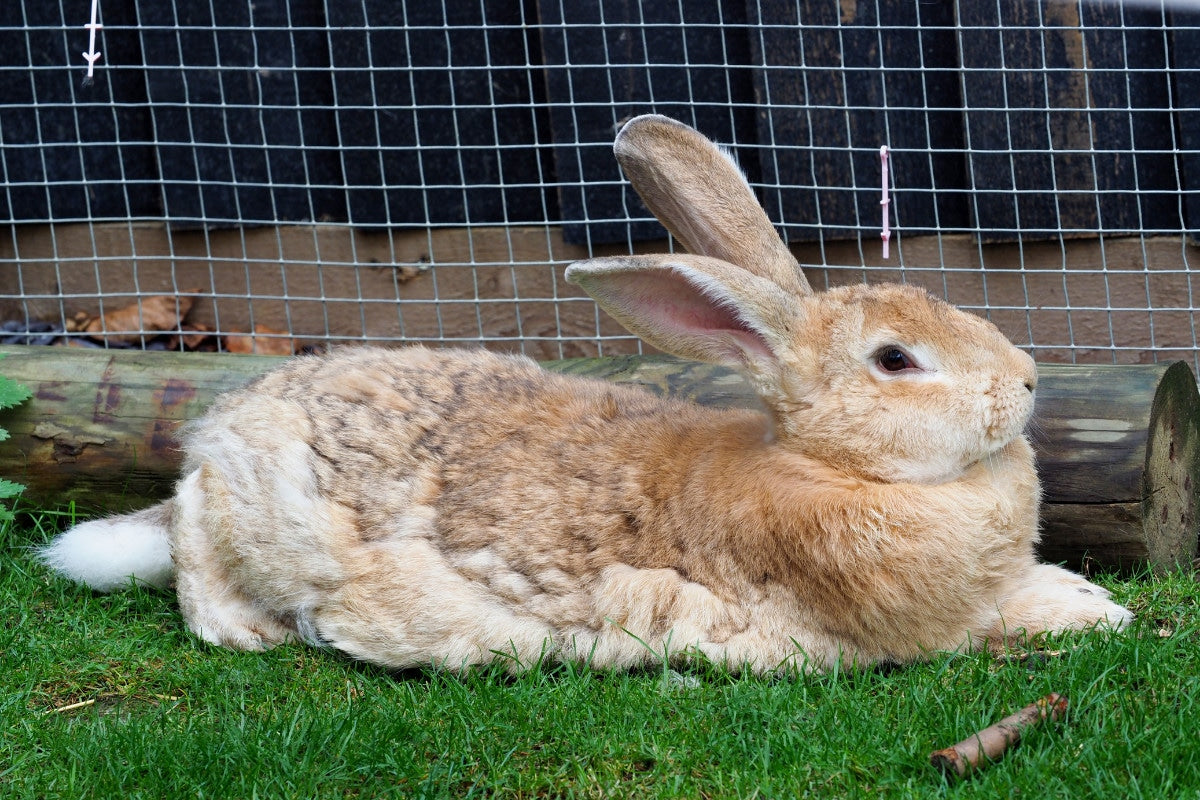 Caring For Giant Rabbits | Are You Ready For a Really BIG Bunny? – Home ...