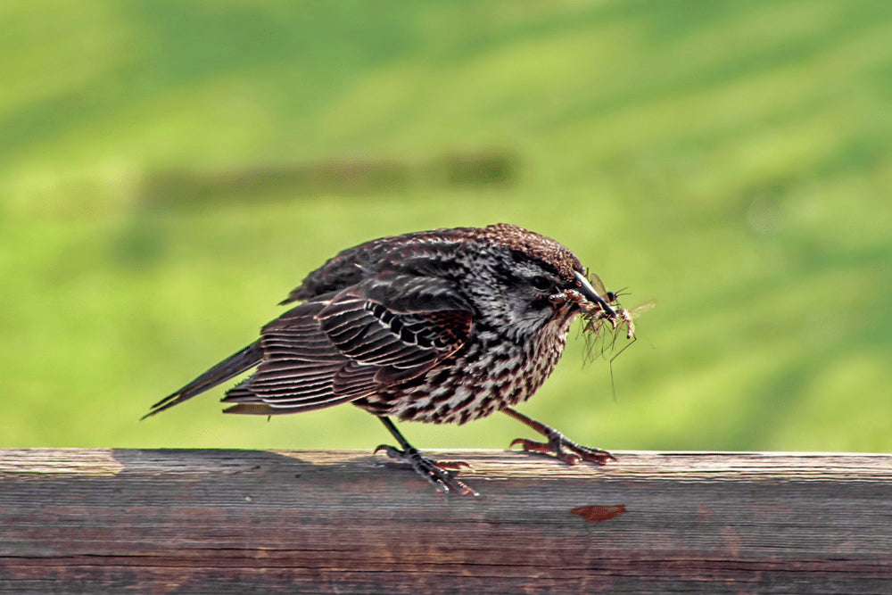 Which Birds Eat Insects? And How Best To Help Them In Your Garden ...