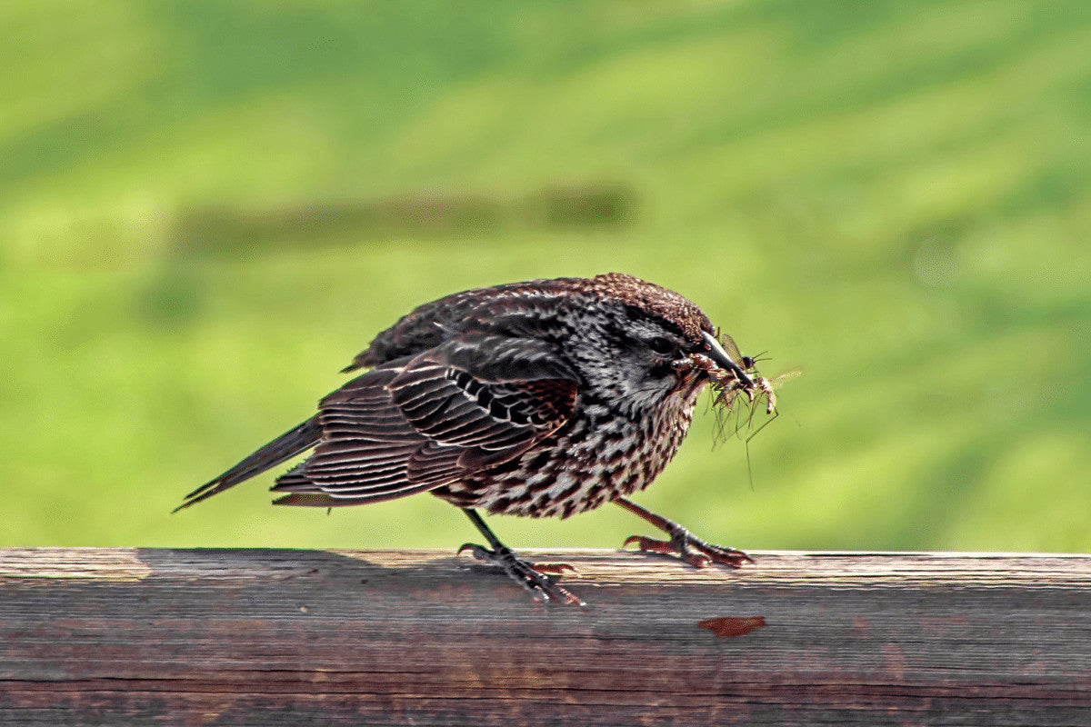 Which Birds Eat Insects? And How Best To Help Them In Your Garden ...