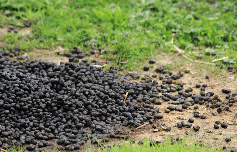 How To Use Rabbit Droppings In The Garden – Home & Roost