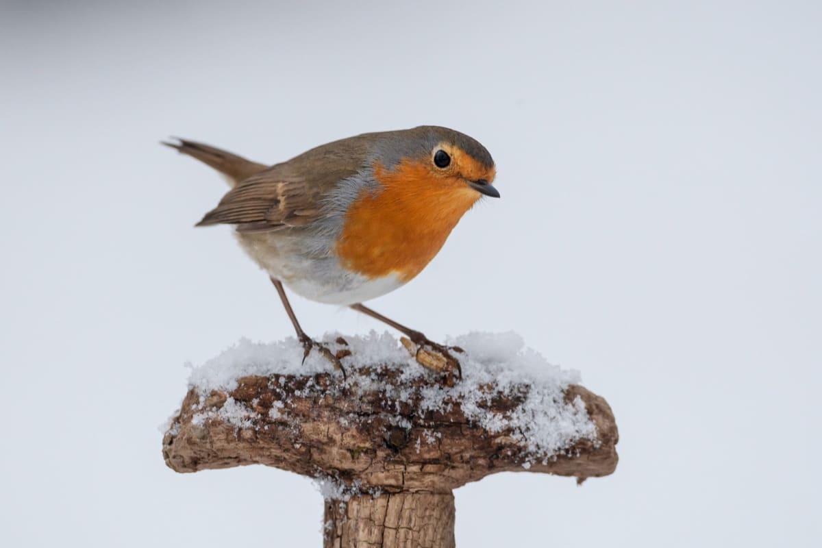 What Do Robins Eat? – Home & Roost