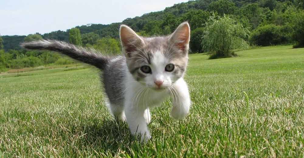 Kittens Going Outside | When and How to Let them Out Safely – Home & Roost