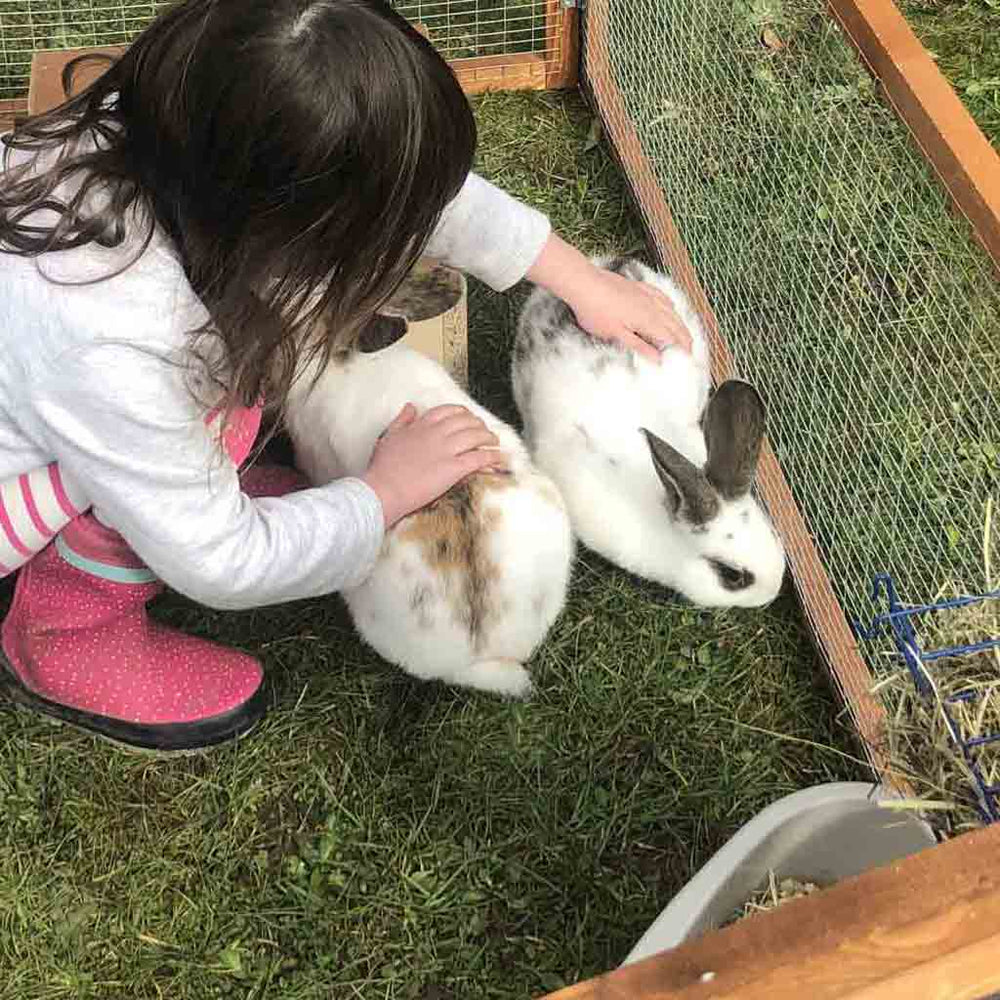 Best Rabbit Runs UK: Complete Buying Guide 2025 | Home & Roost