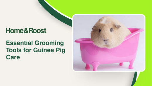 Essential Grooming Tools for Guinea Pig Care – Home & Roost