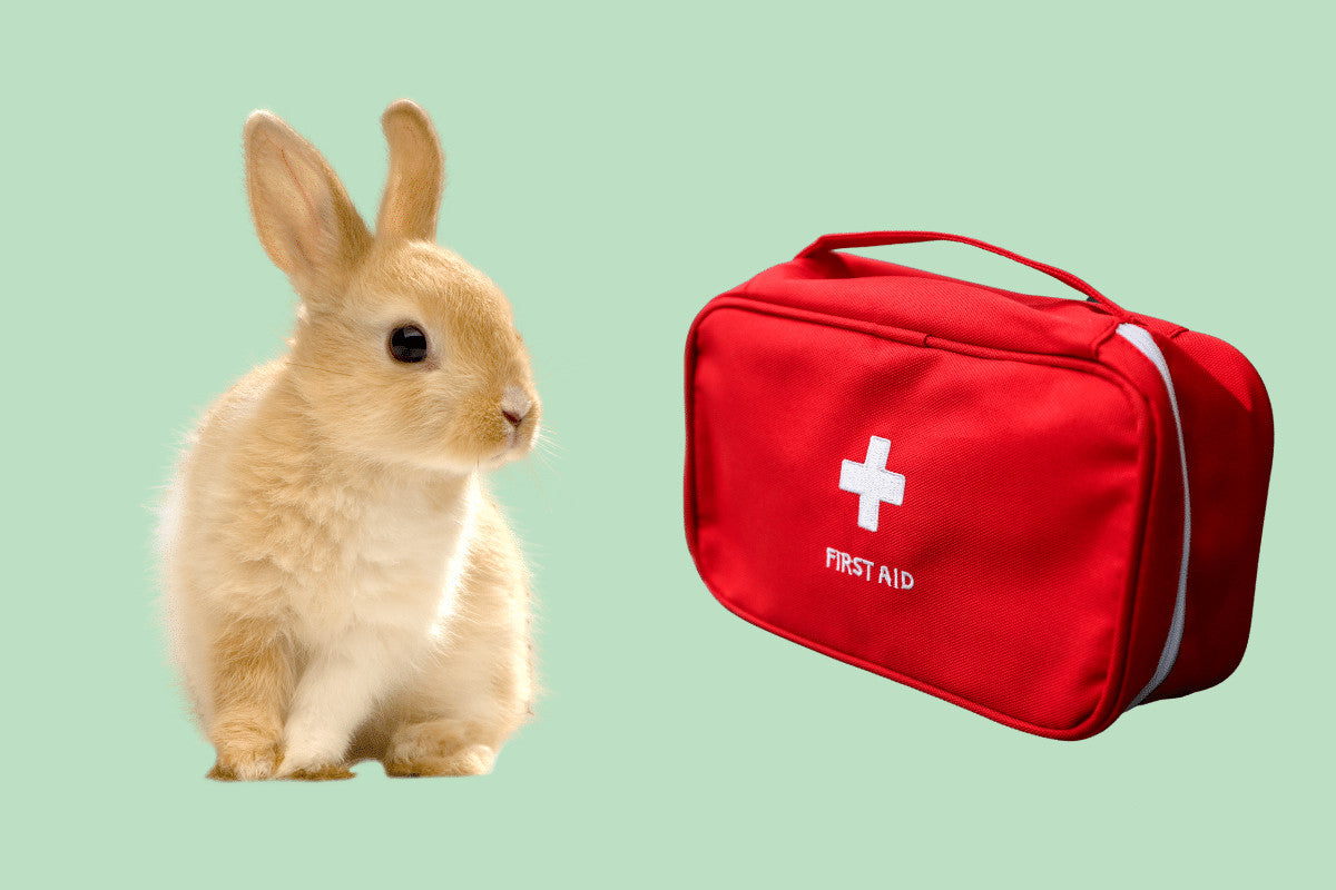 Rabbit First Aid Kit | The Essentials For Bunny Emergencies – Home & Roost