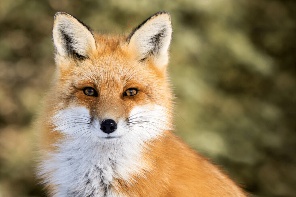 Do Foxes Eat Hedgehogs? Is It Safe To Feed Them Both? – Home & Roost