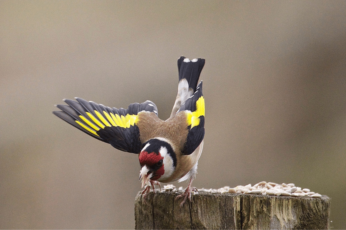 The Goldfinch | Your Essential Guide to The European Goldfinch – Home ...