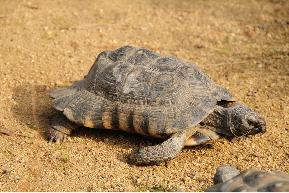 Marginated Tortoise (Testudo marginata) Breed Facts and Essential Care ...