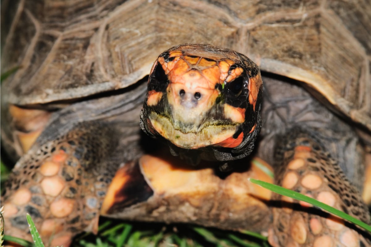 The Red Footed Tortoise (Chelonoidis carbonarius)|Breed Facts and Esse ...