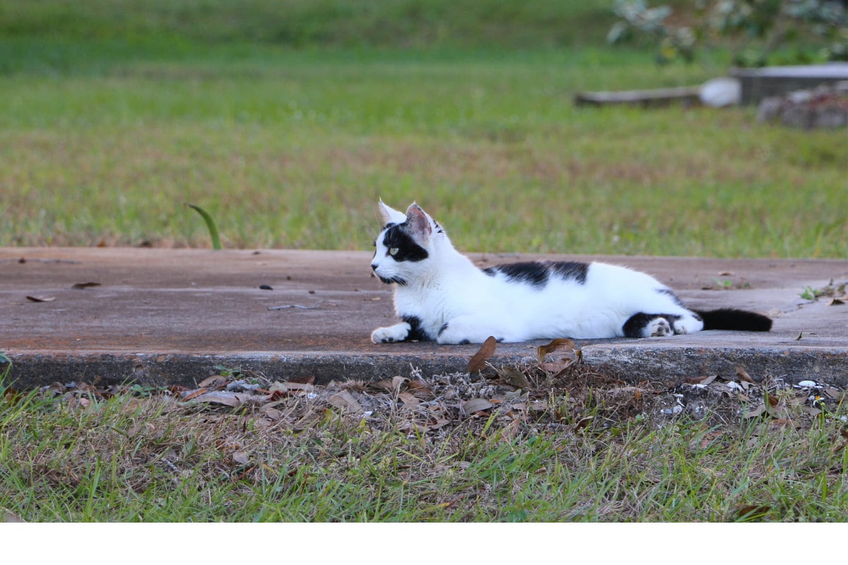 What Are Community Cats and How Can We Help Them? – Home & Roost