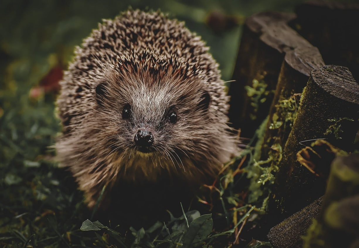 Hedgehog Noises and What They Mean | Find Out Today – Home & Roost