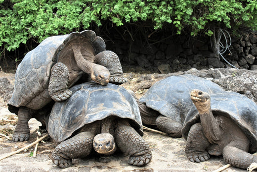 How Do Tortoises Mate? Everything You Need to Know About Tortoise Repr ...