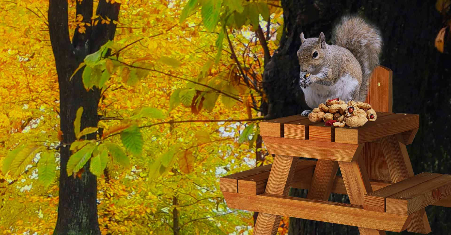 Squirrel Feeders | Fun & Durable Garden Wildlife Care | Home & Roost